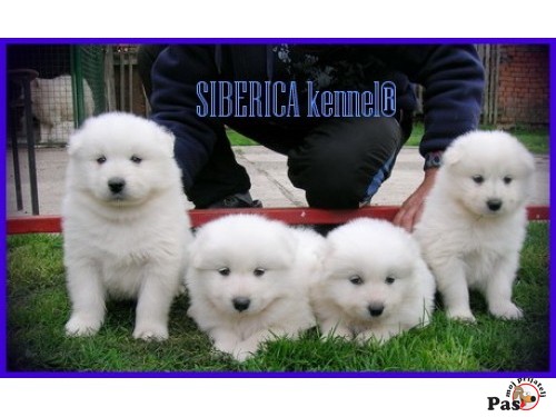 Samojed