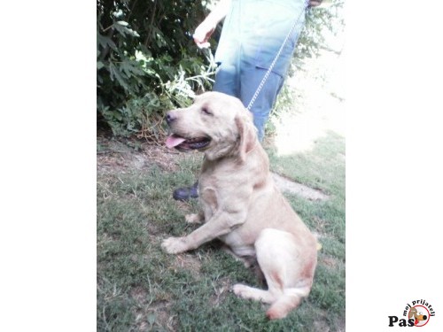 Labrador retriver