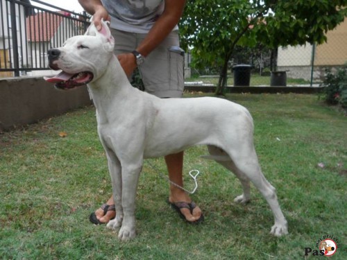 Dogo argentino