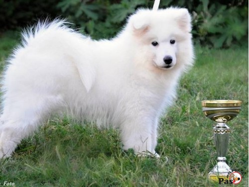 Samojed