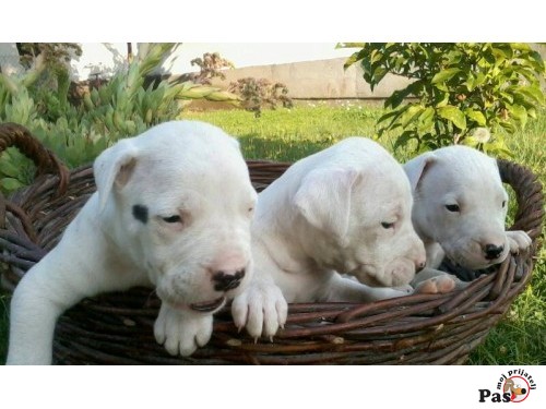 Dogo argentino