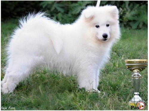 Samojed