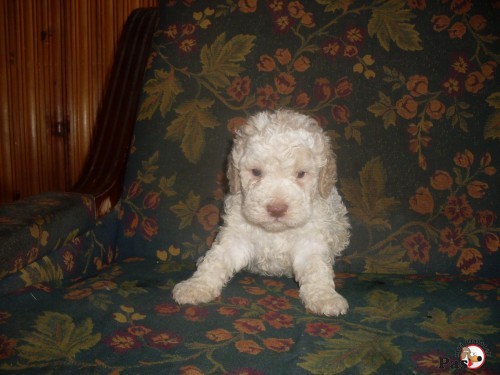 Lagotto romagnolo