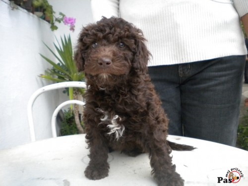 Lagotto romagnolo