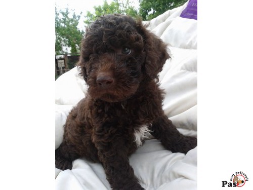Lagotto romagnolo
