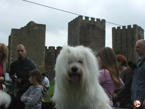 Coton de tulear - Tulearski pas