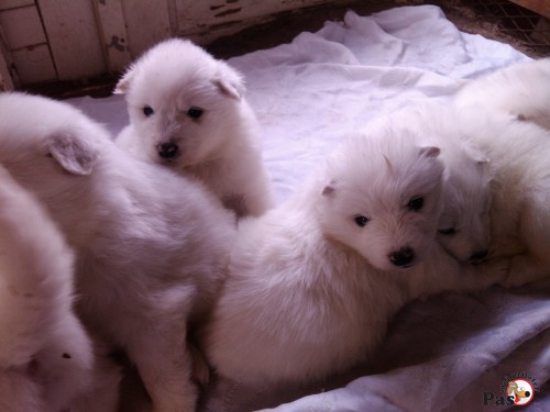 Samojed