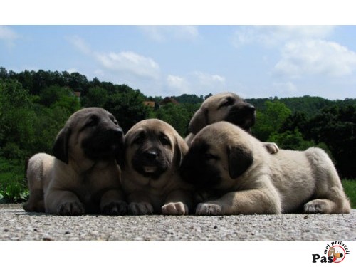 Anadolski pastirski pas