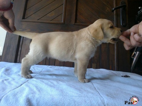 Labrador retriver