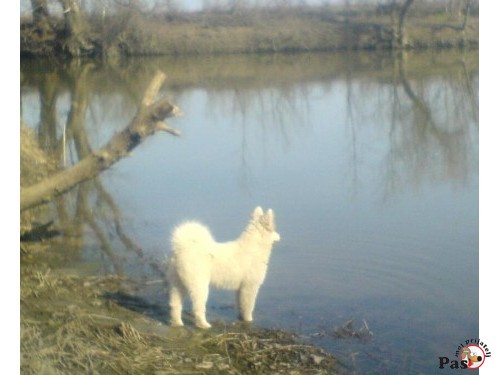 Samojed