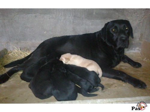 Labrador retriver