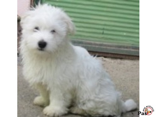 Coton de tulear - Tulearski pas