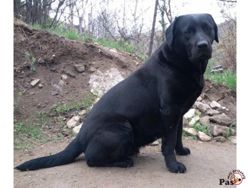 Labrador retriver