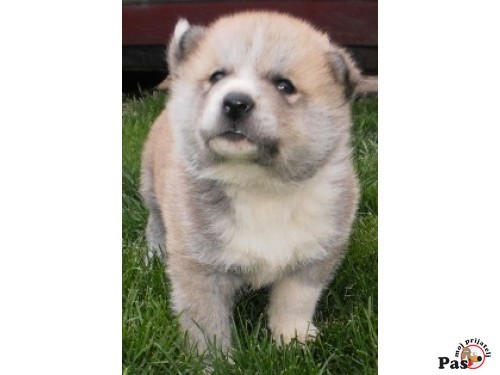 Akita Inu