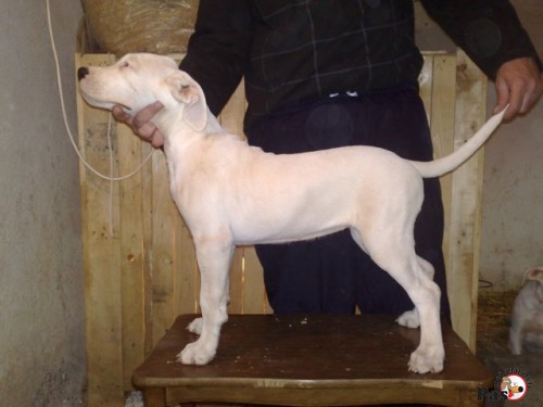 Dogo argentino