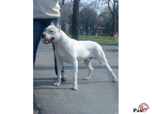 Dogo argentino