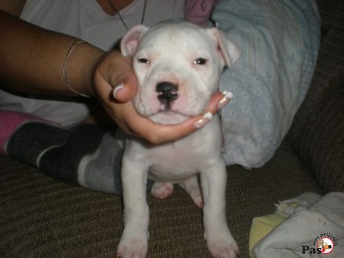 Dogo argentino