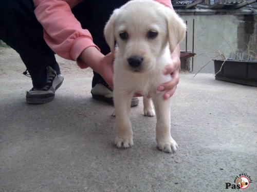 Labrador retriver