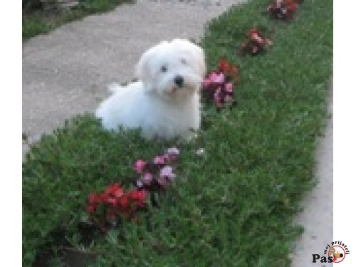 Coton de tulear - Tulearski pas