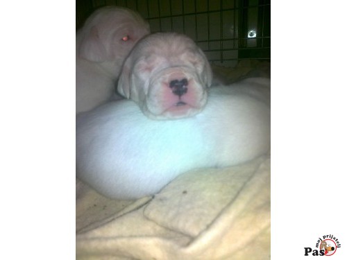 Dogo argentino