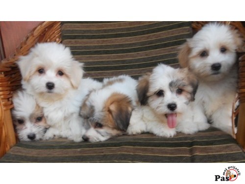 Coton de tulear - Tulearski pas