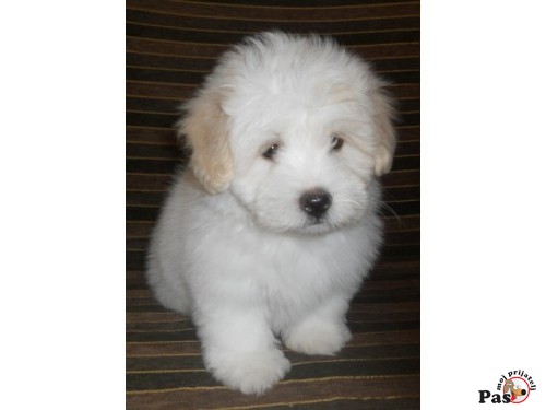 Coton de tulear - Tulearski pas