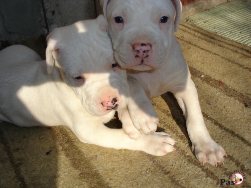 Dogo argentino