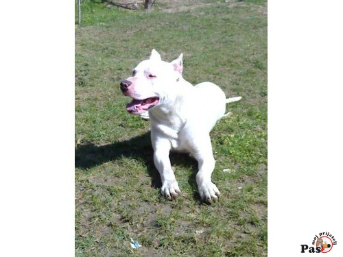 Dogo argentino