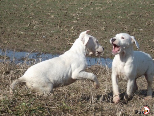 Dogo argentino