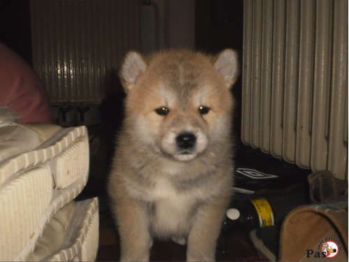 Akita Inu