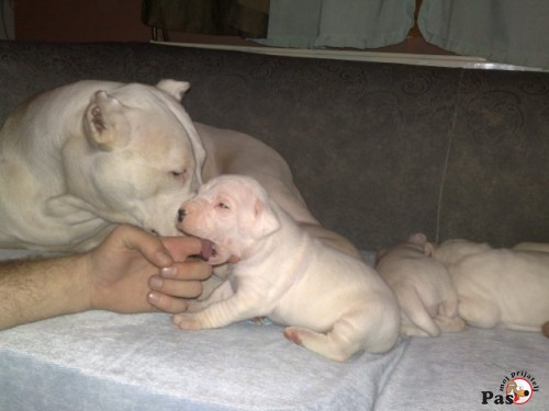 Dogo argentino