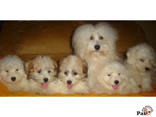 Coton de tulear - Tulearski pas