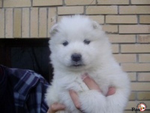 Samojed