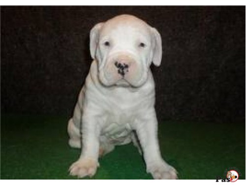 Dogo argentino