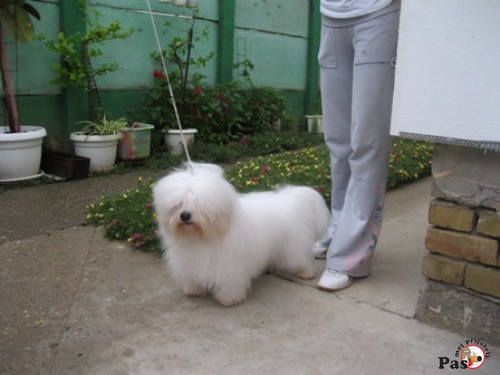 Coton de tulear - Tulearski pas