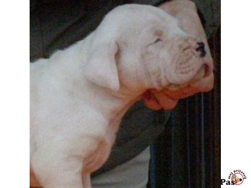 Dogo argentino