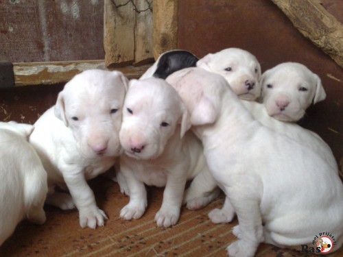 Dogo argentino