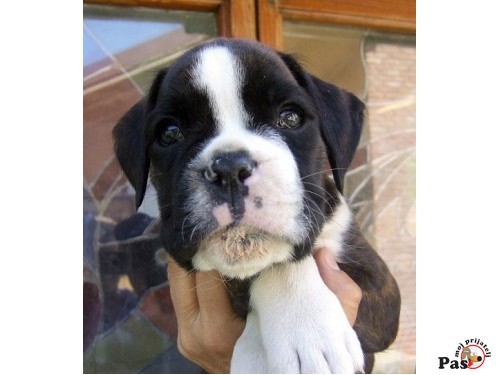 Boxer