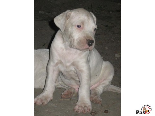 Dogo argentino