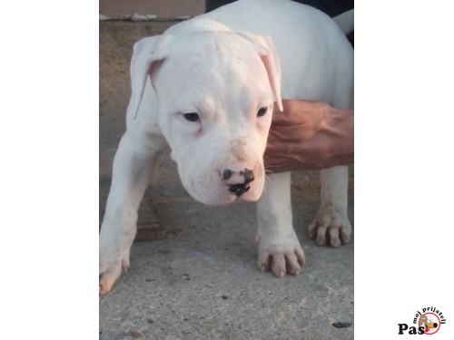 Dogo argentino