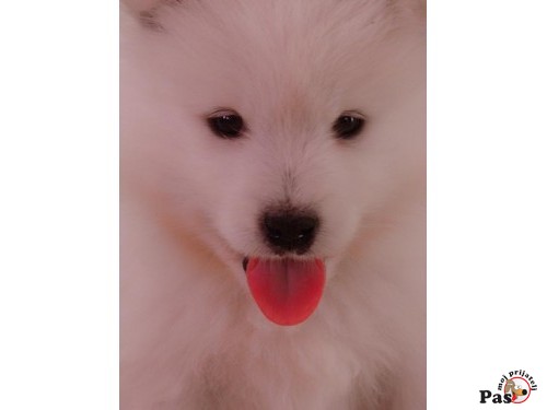 Samojed
