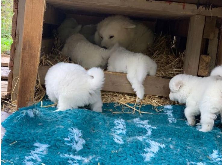 Sibirski Samojed i Sibirski Haski