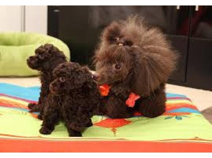 PUDLA TOY