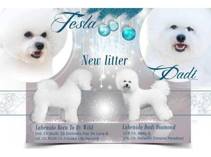 Bichon Frise