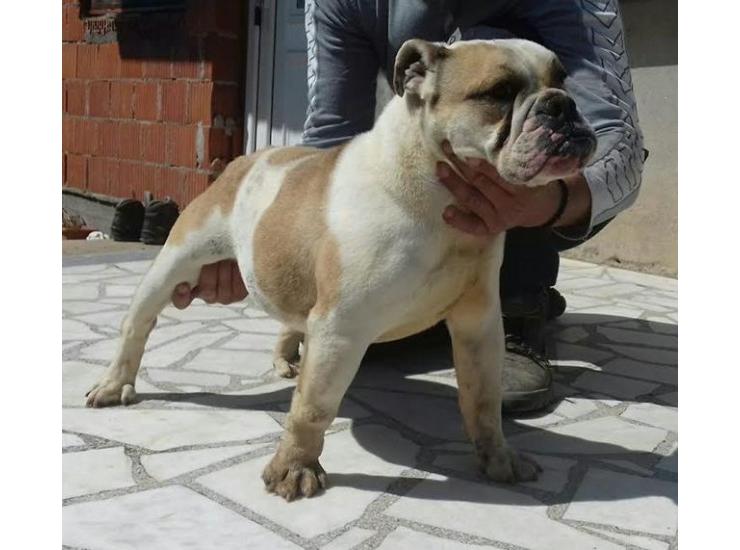 Engleski buldog