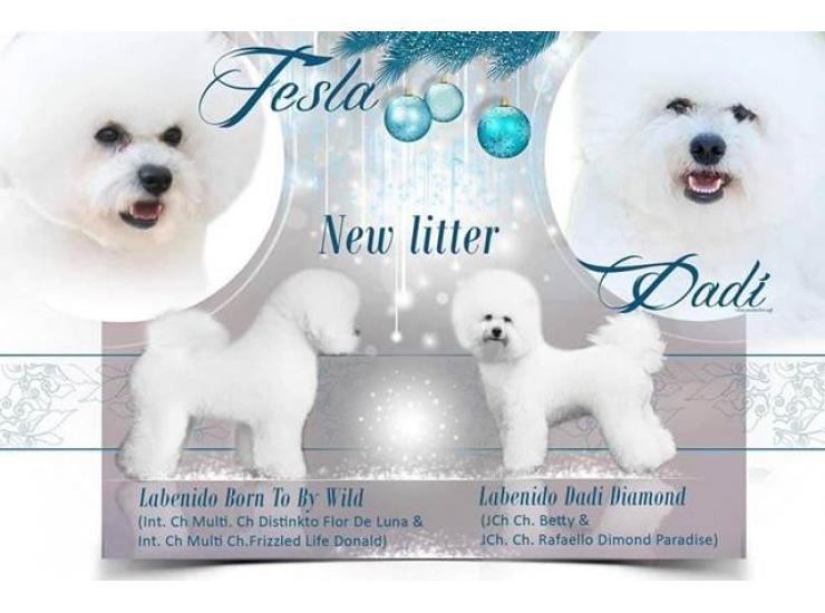 Bichon Frise