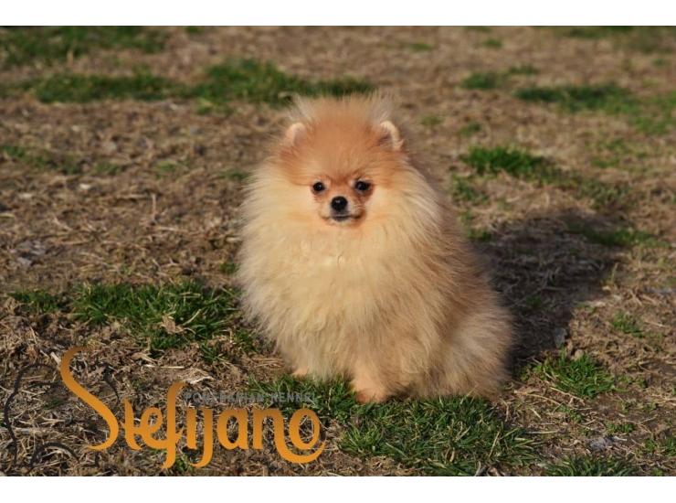 Pomeranac Boo zensko stene ruskog porekla
