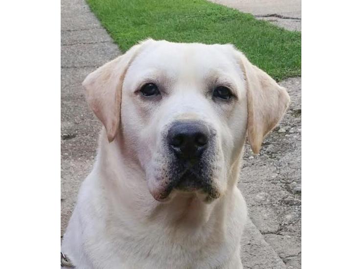 Labrador stenci
