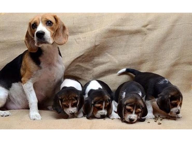 Beagle stenci sa pedigreom NA PRODAJU!