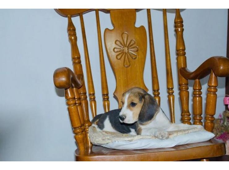 Bigl (beagle) stenci
